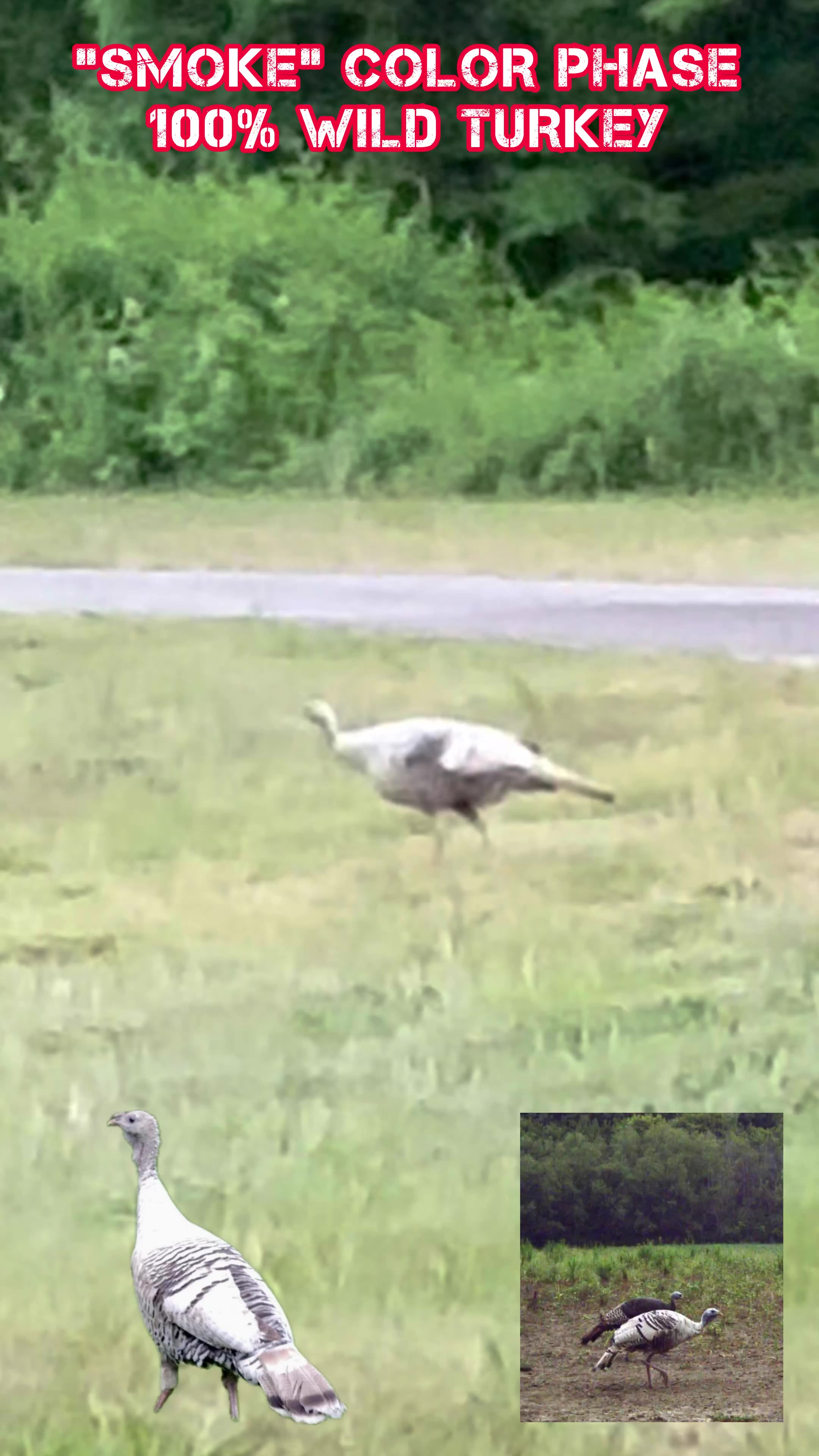 RARE “SMOKE” COLOR PHASE WILD TURKEY HEN! #shorts #shortsfeed #wildlife ...