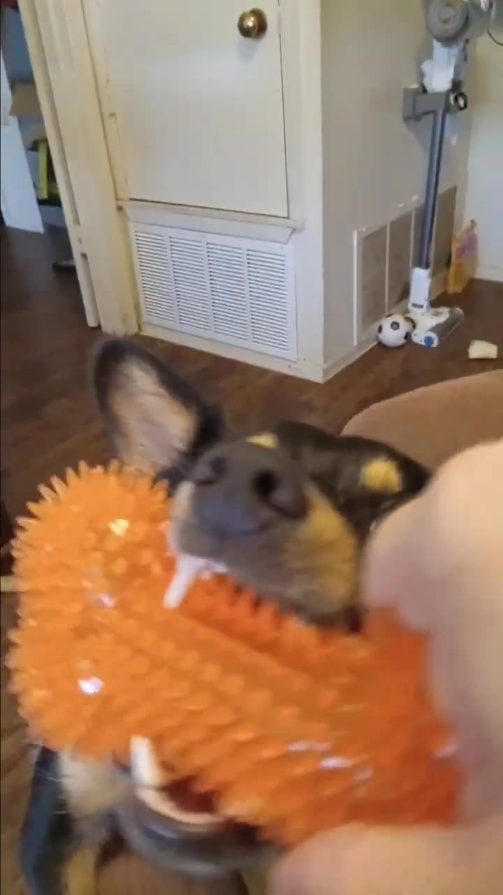 It's play time with titus the dog