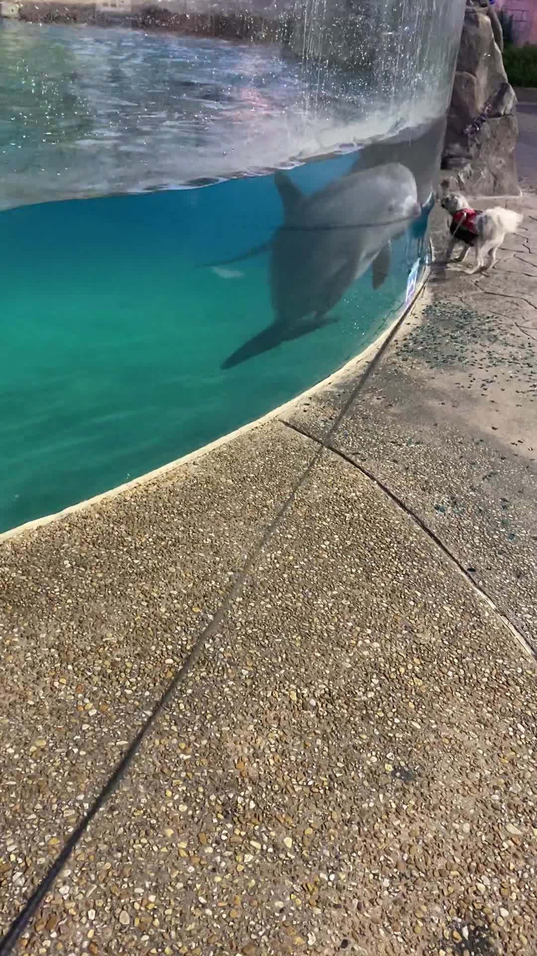 Dog meets Dolphin