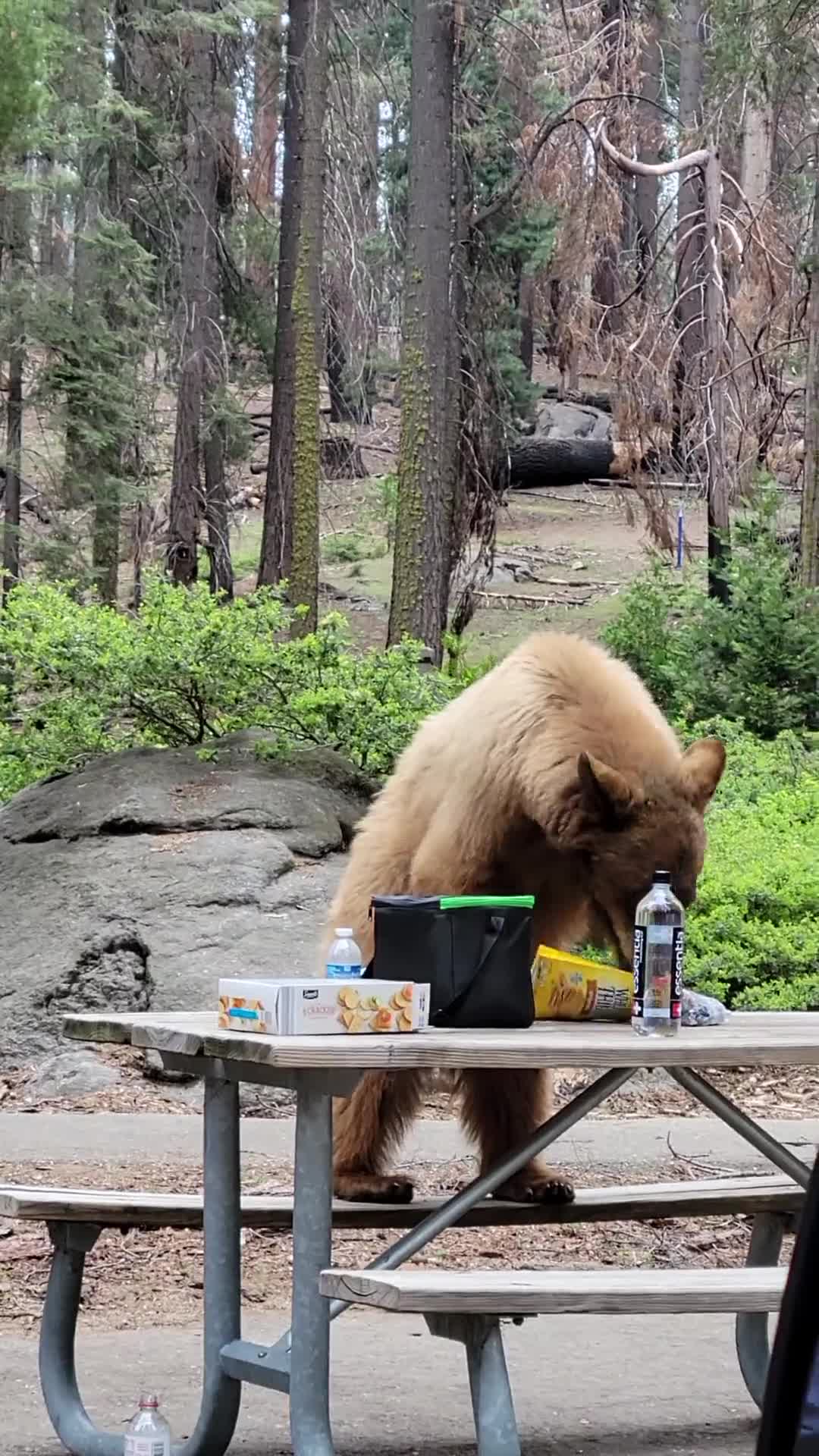 Bear Helps Itself to Snacks at Picnic Table
