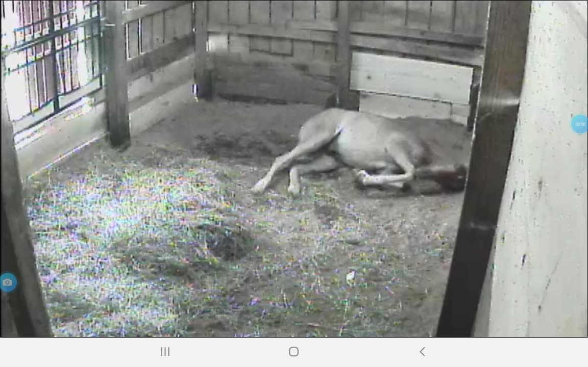 Getting cast in his stall