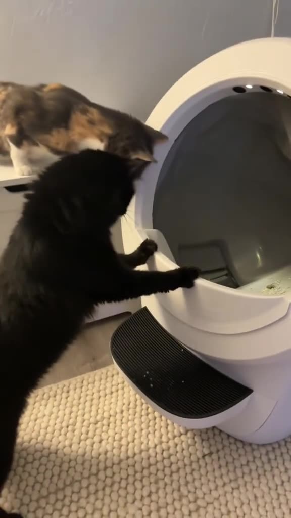 Cats Shook By Self-Cleaning Litter Box