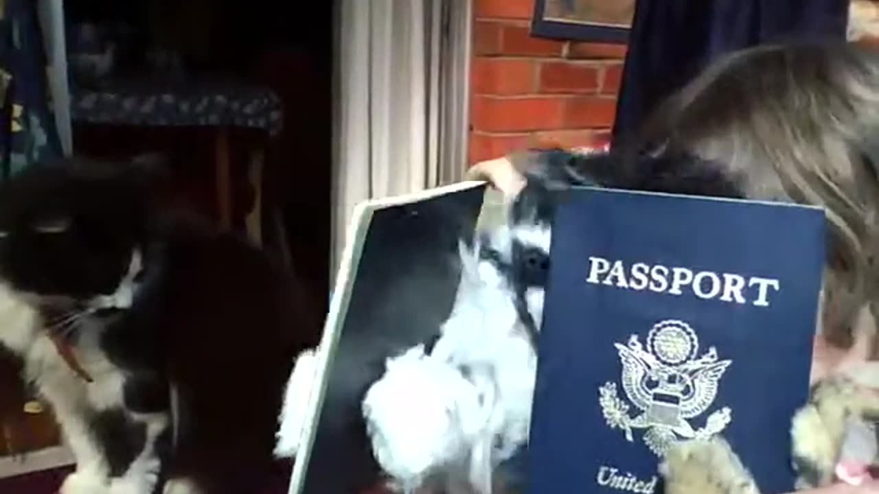 A scary spider interrupted this silly idea for a puppet video & scared ...