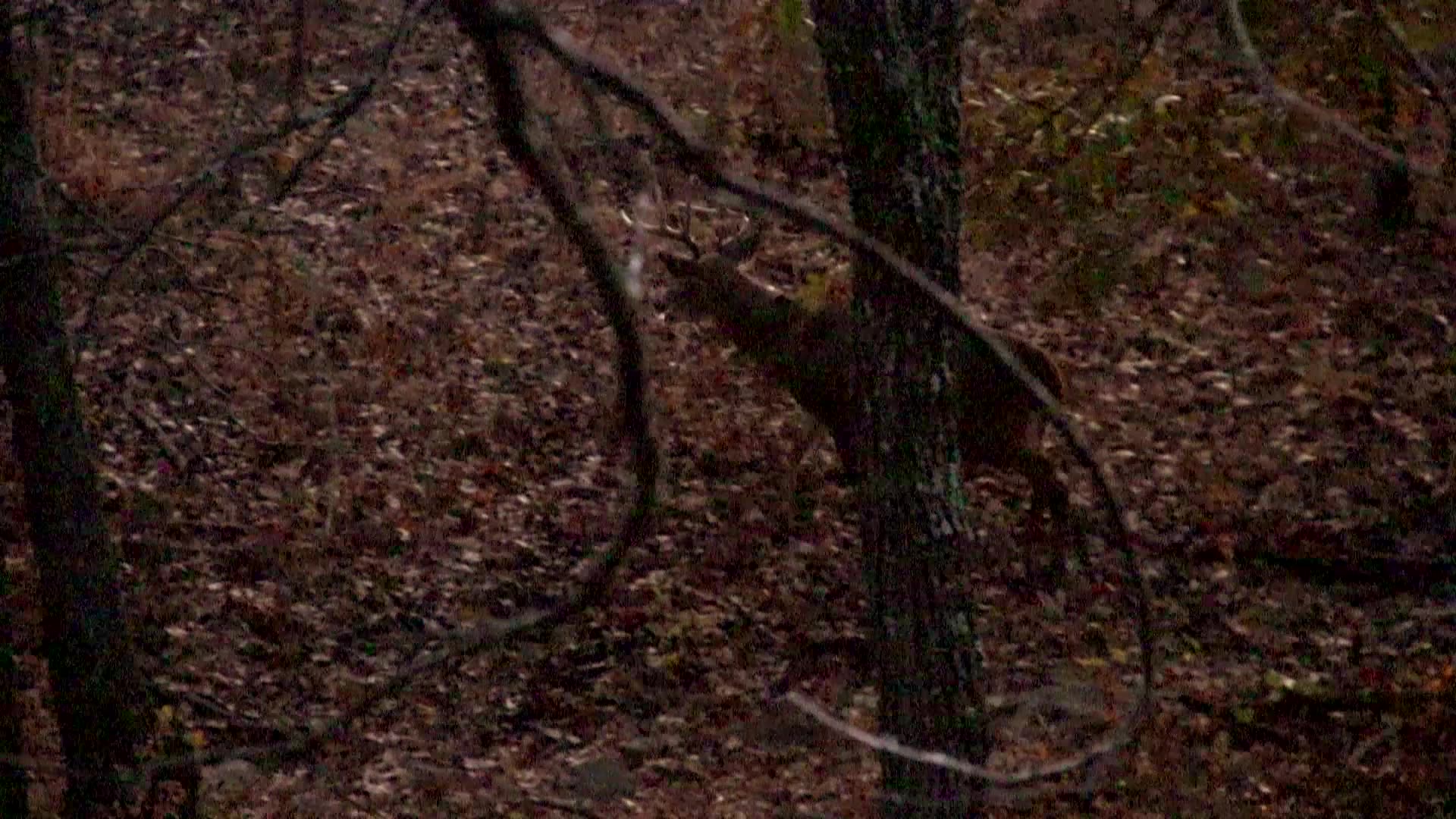 Ten Point Buck Takedown with Curt Wells