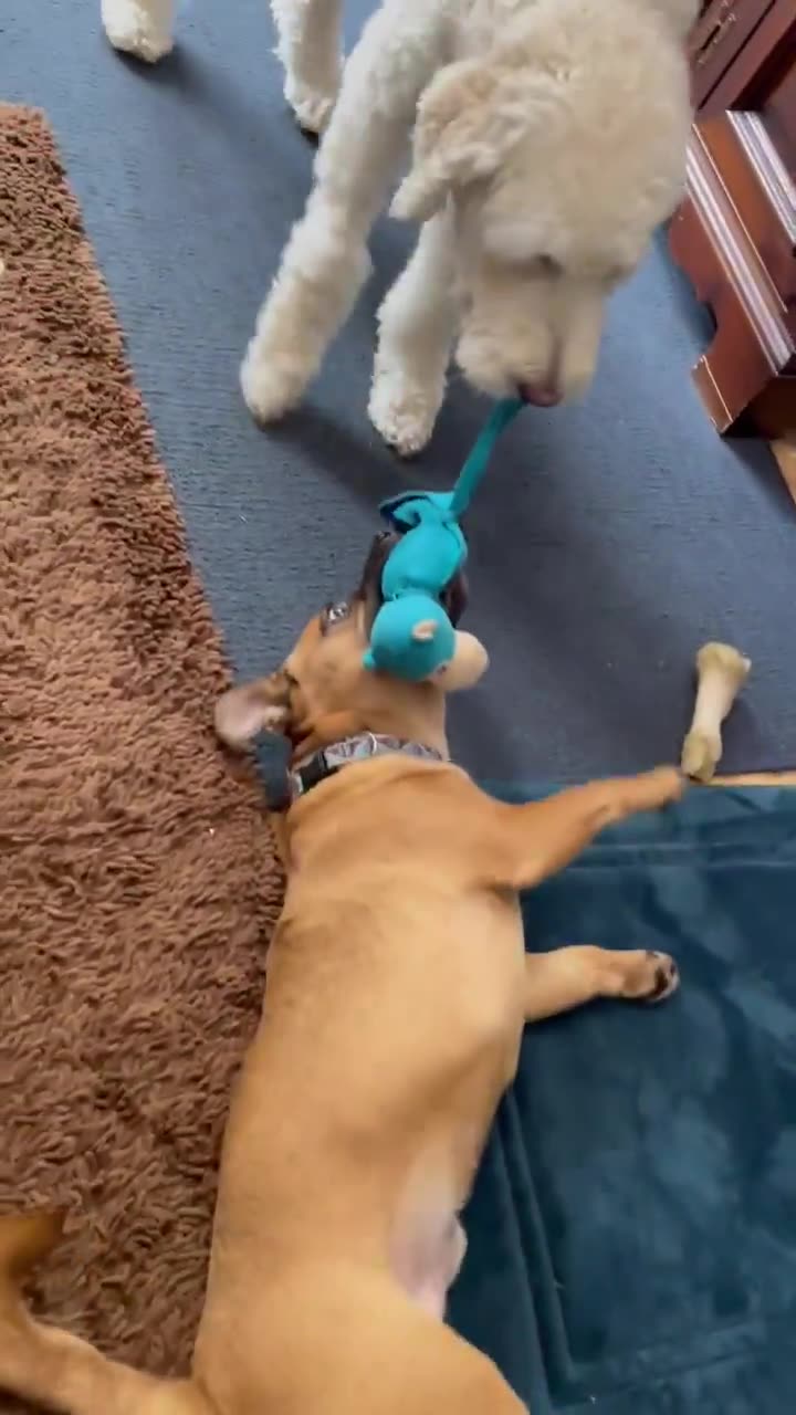 Day 21 on GOD's calendar, of 153 day count spring/summer Pentecost rapture