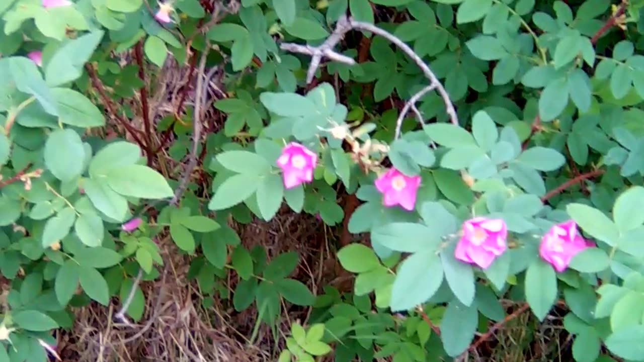 Rosa Acicularis, the wild rose of alaska