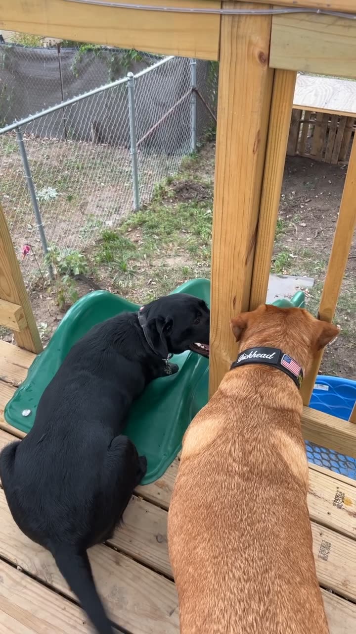 These Dogs Don't Need Humans to Play Fetch