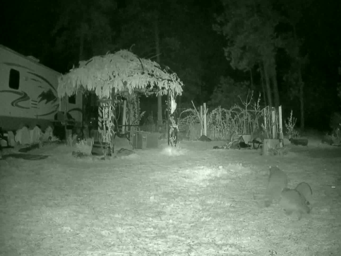 Raccoon Caught on night vision cam Outdoors fun Babies Family