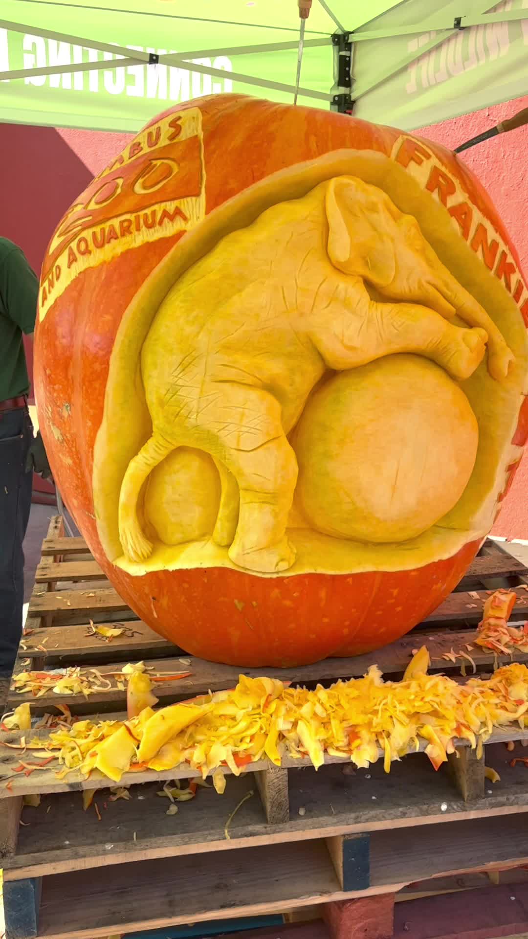 Squashcarver 'Baby elephant' giant pumpkin carving