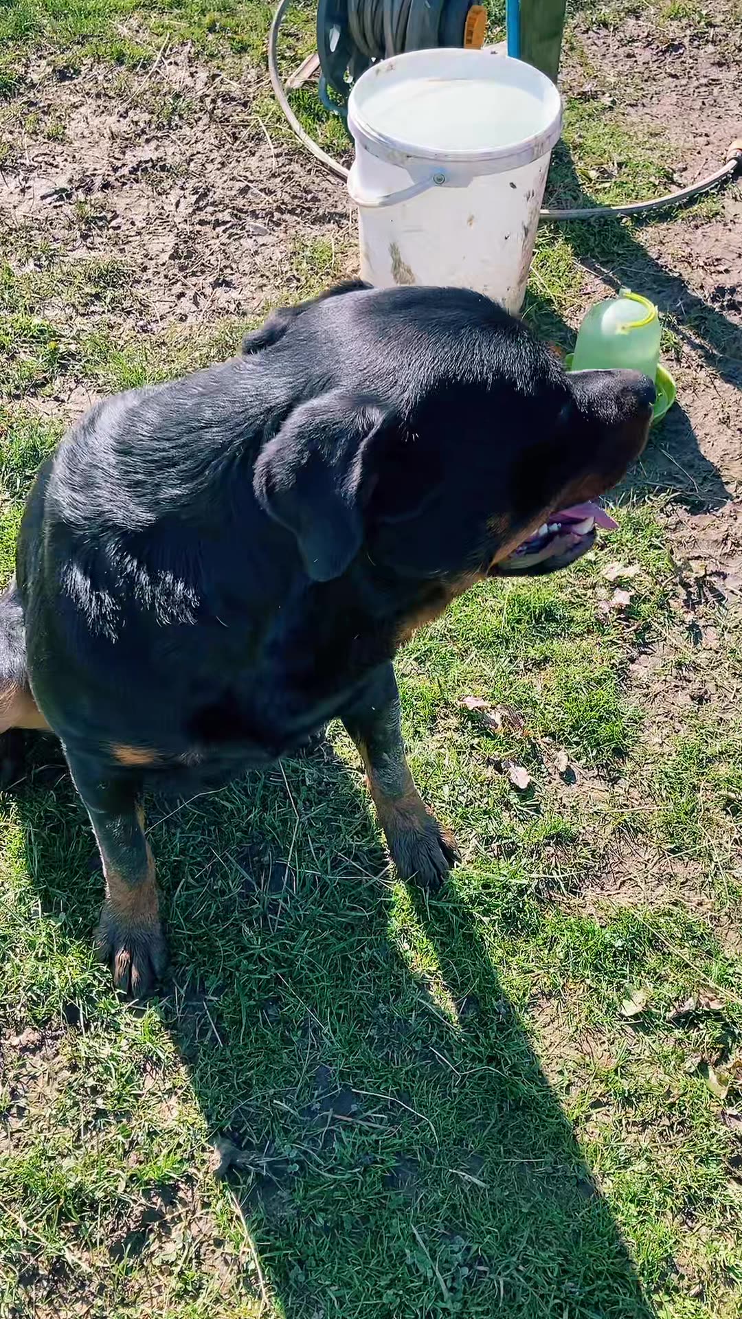 Rottweiler Squeezes Through Gate