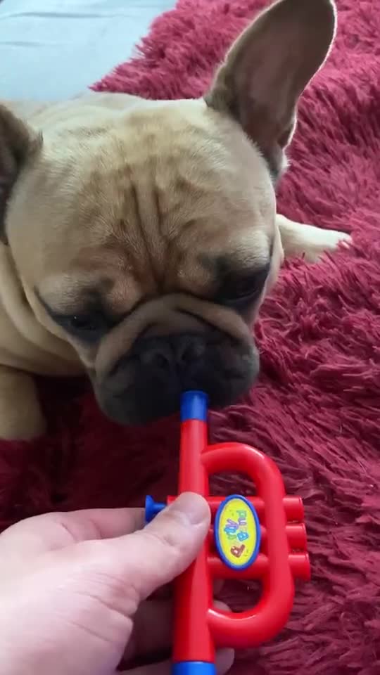 French Bulldog Plays The Toy Trumpet