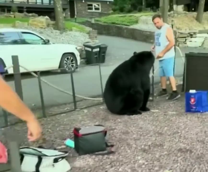 Bear tries to join the party