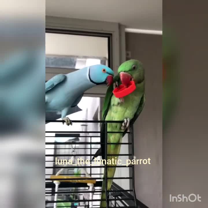 The Cutest Face-To-Face Parrot Talk