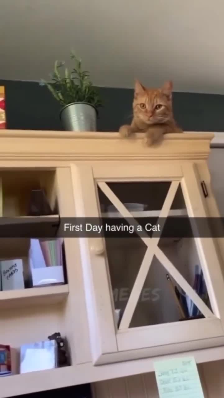 first day having a cat🐈🧐😽😾