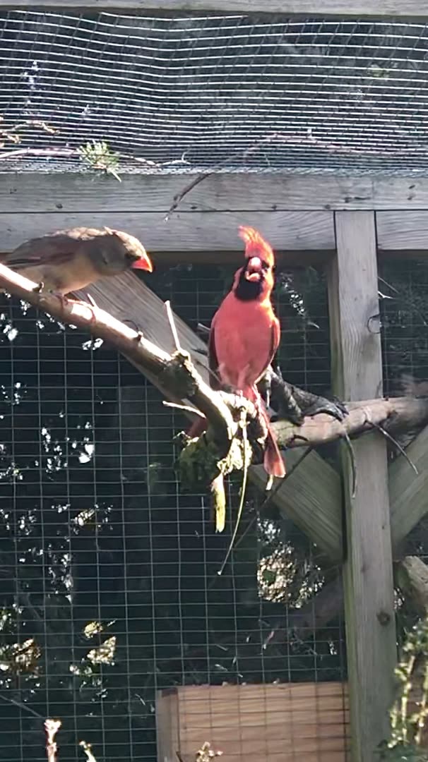 Pair of Northern Cardinal - male red bird singing - aviary birds