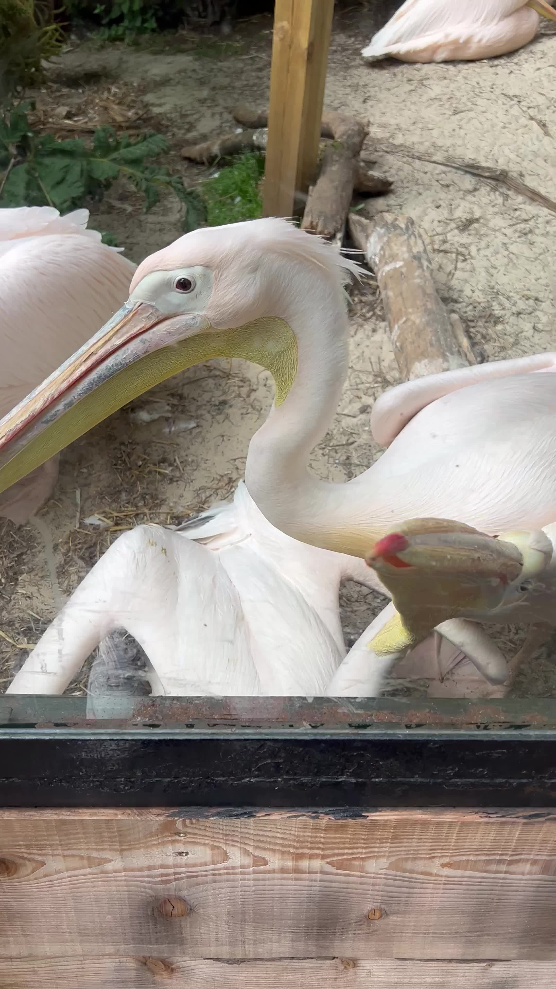 Pelican Bites at Glass in Edinburgh Zoo