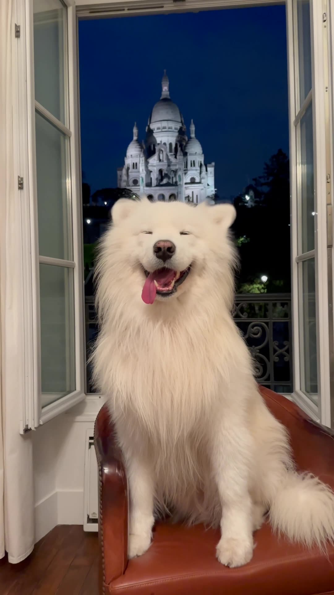 Samoyed Wiggles Ears In Paris