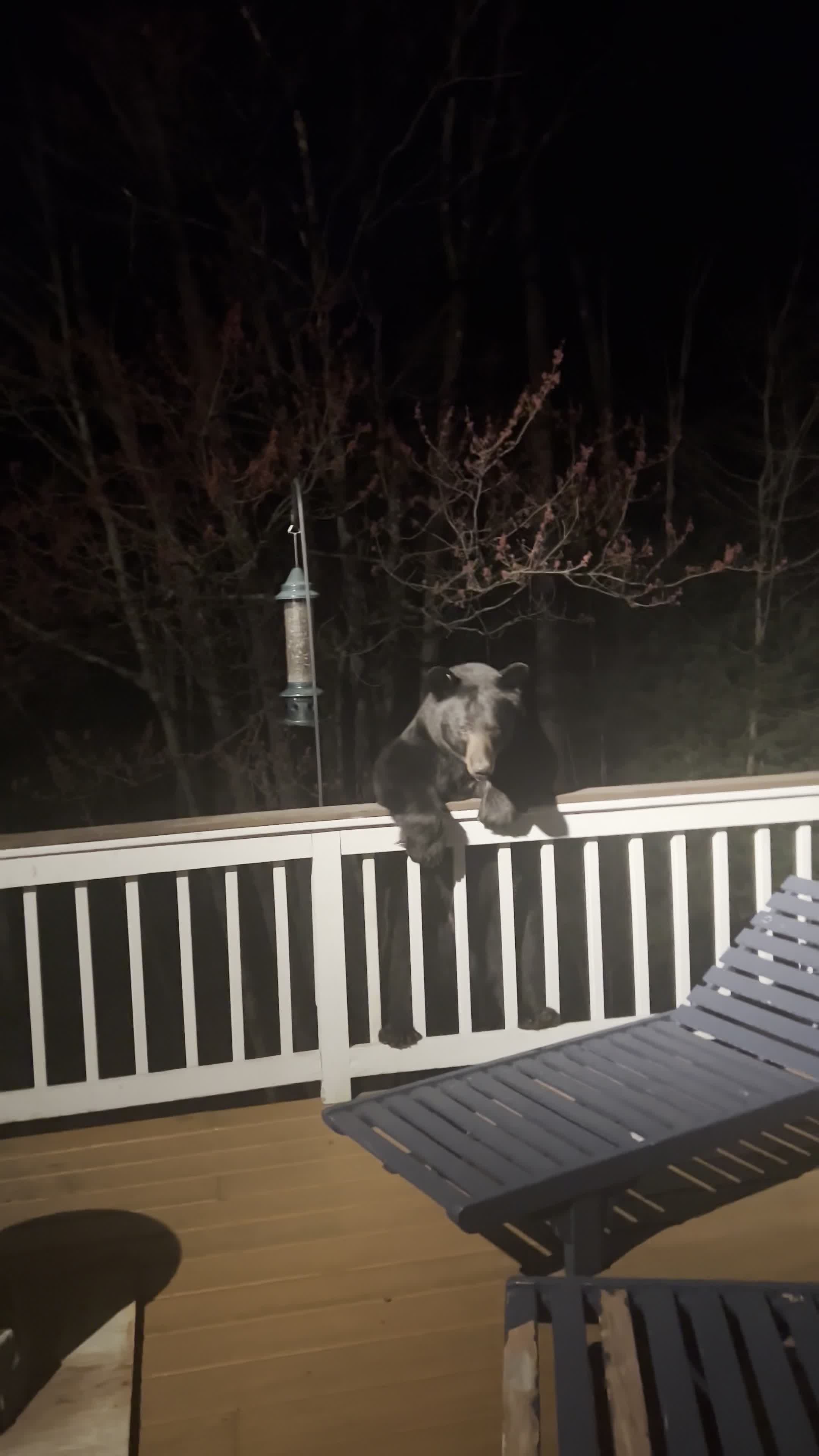 Scaring a Black Bear Off the Porch