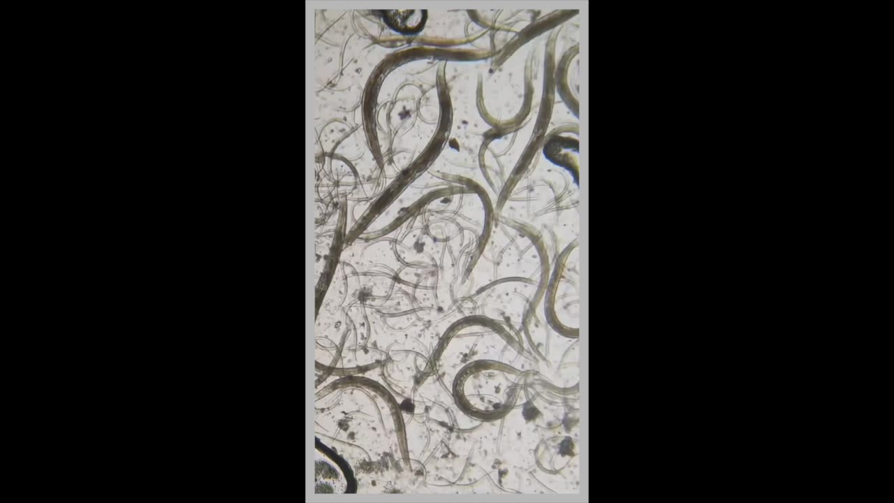 Chicken Under The Microscope. Up Close And Personal With Your Favourite ...