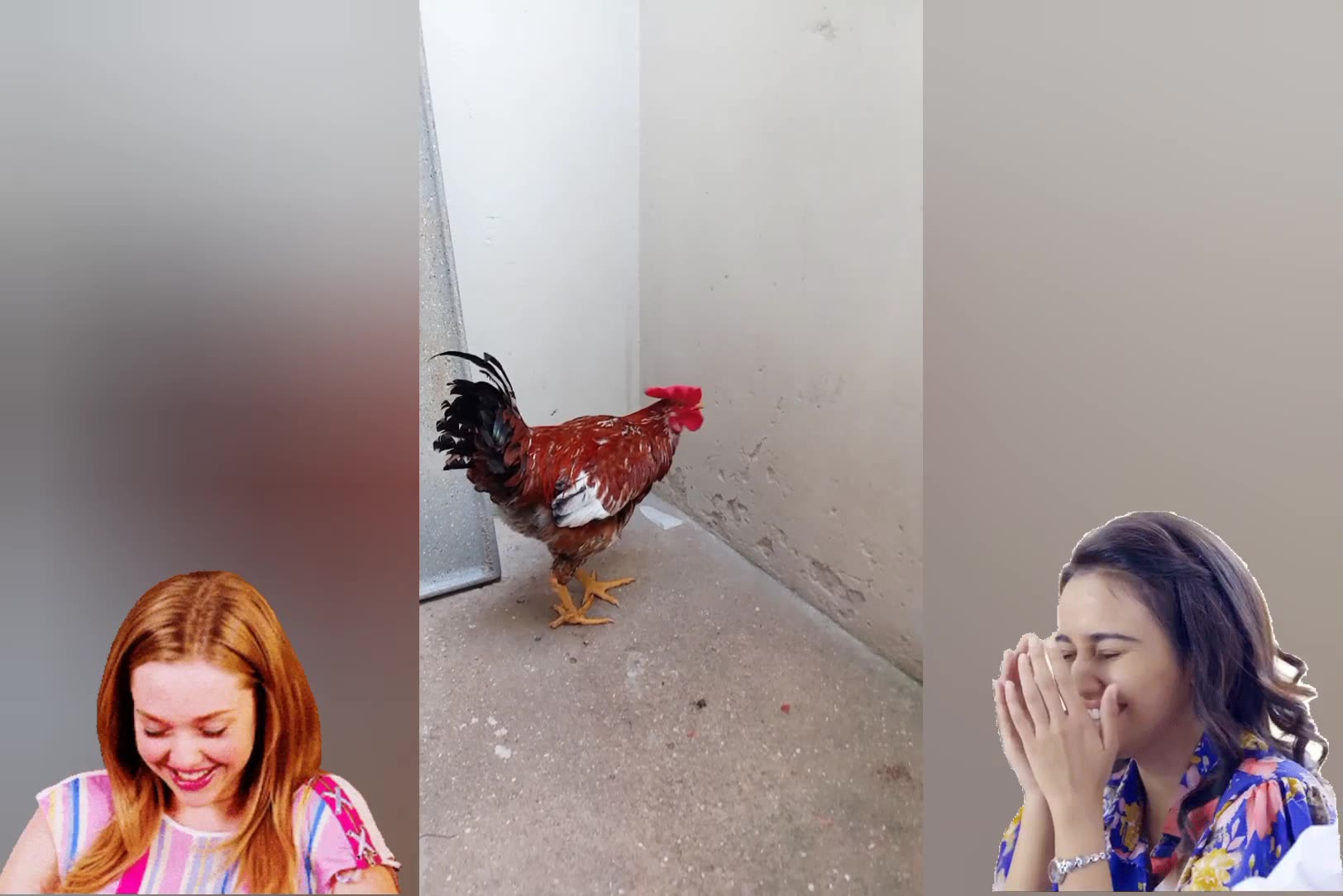 The rooster that ruled the backyard 🐓😂