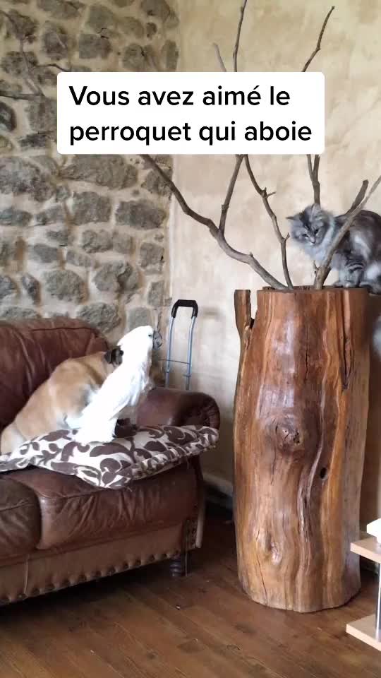 Talking parrot flawlessly imitates cat's meow