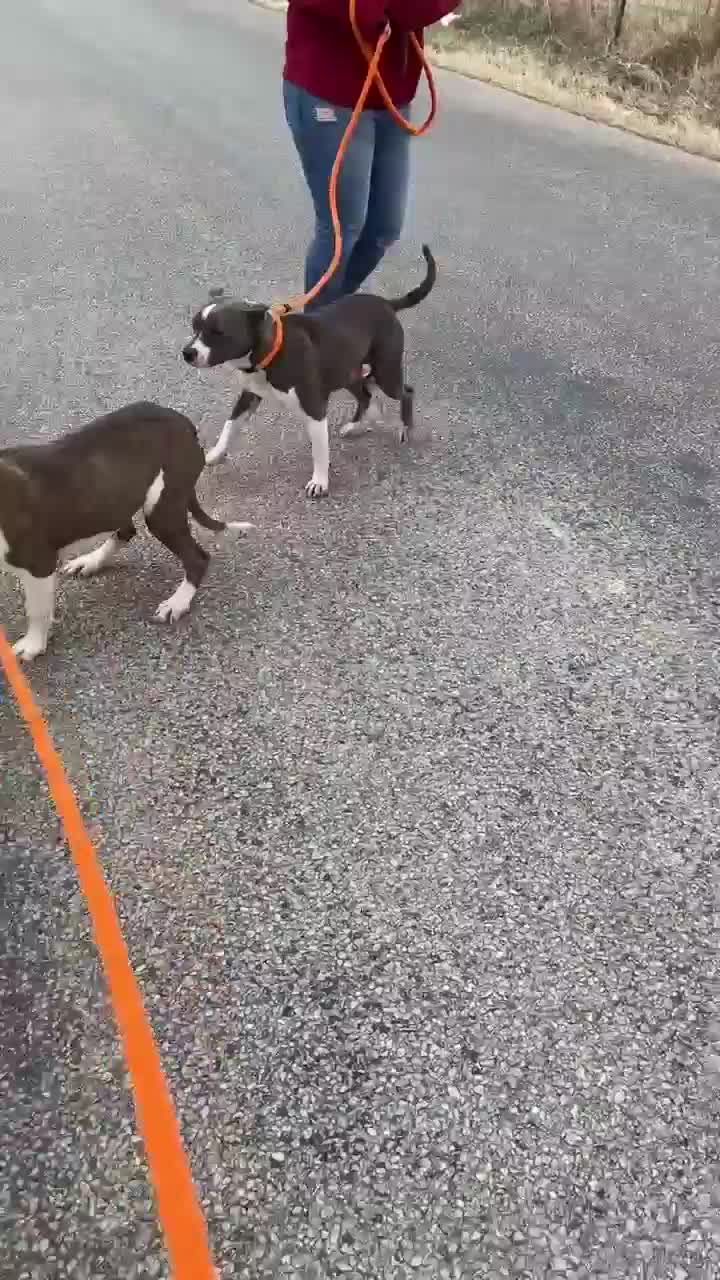 #2 female gray and white pittie #6 female brown and white pittie March2022