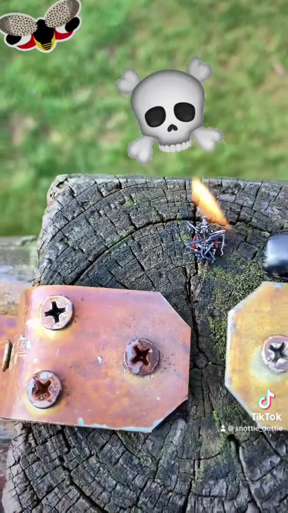 We REALLY dislike Lantern Flies