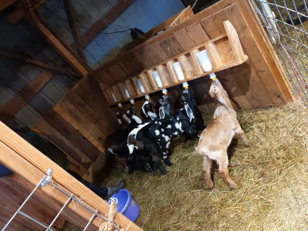 Baby goats nursing