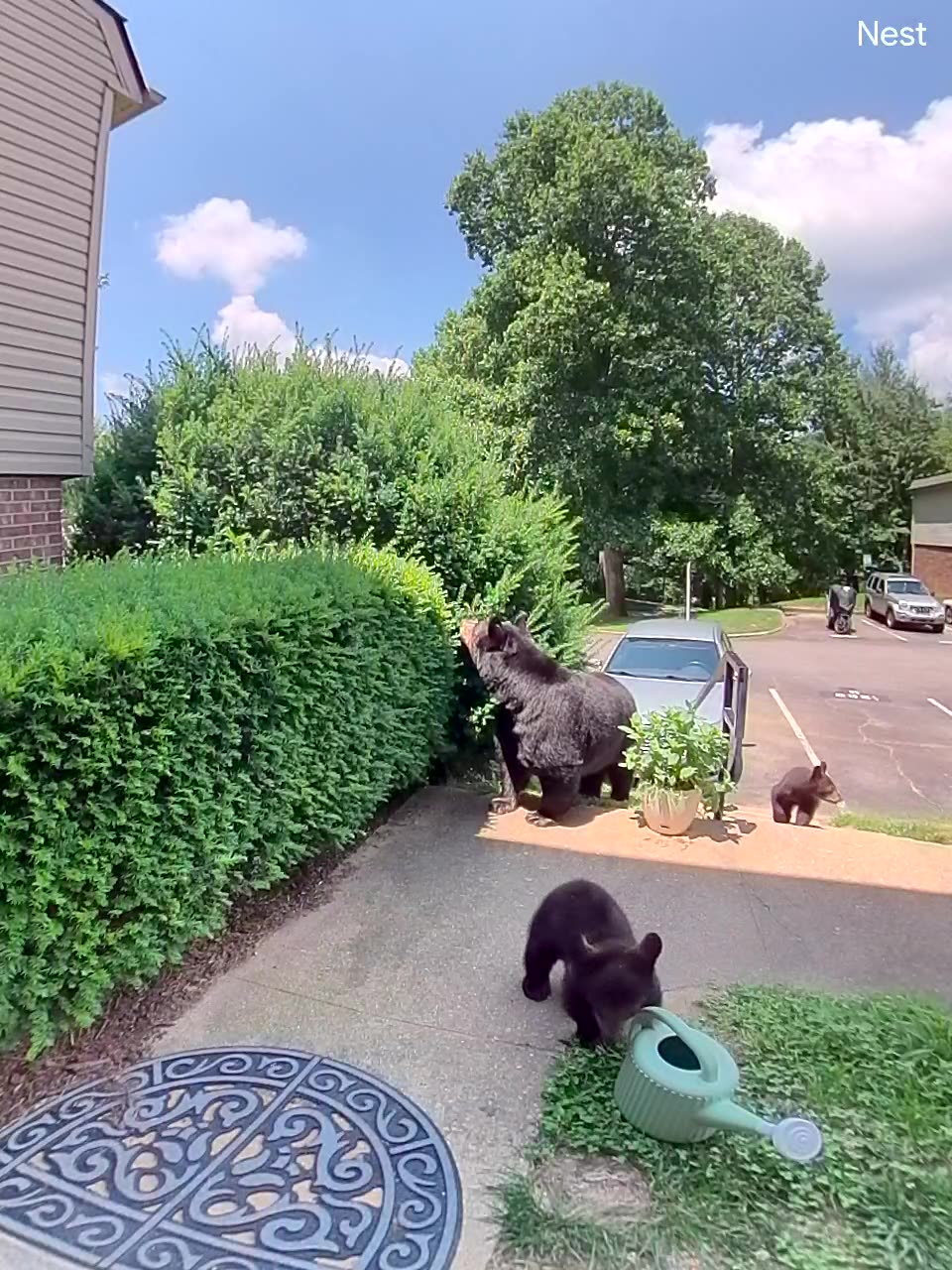 A Family Bears Comes To Visit