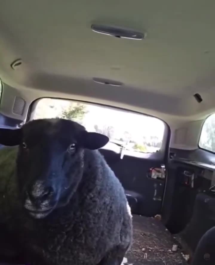 Guy Takes Sheep For Ride In Car