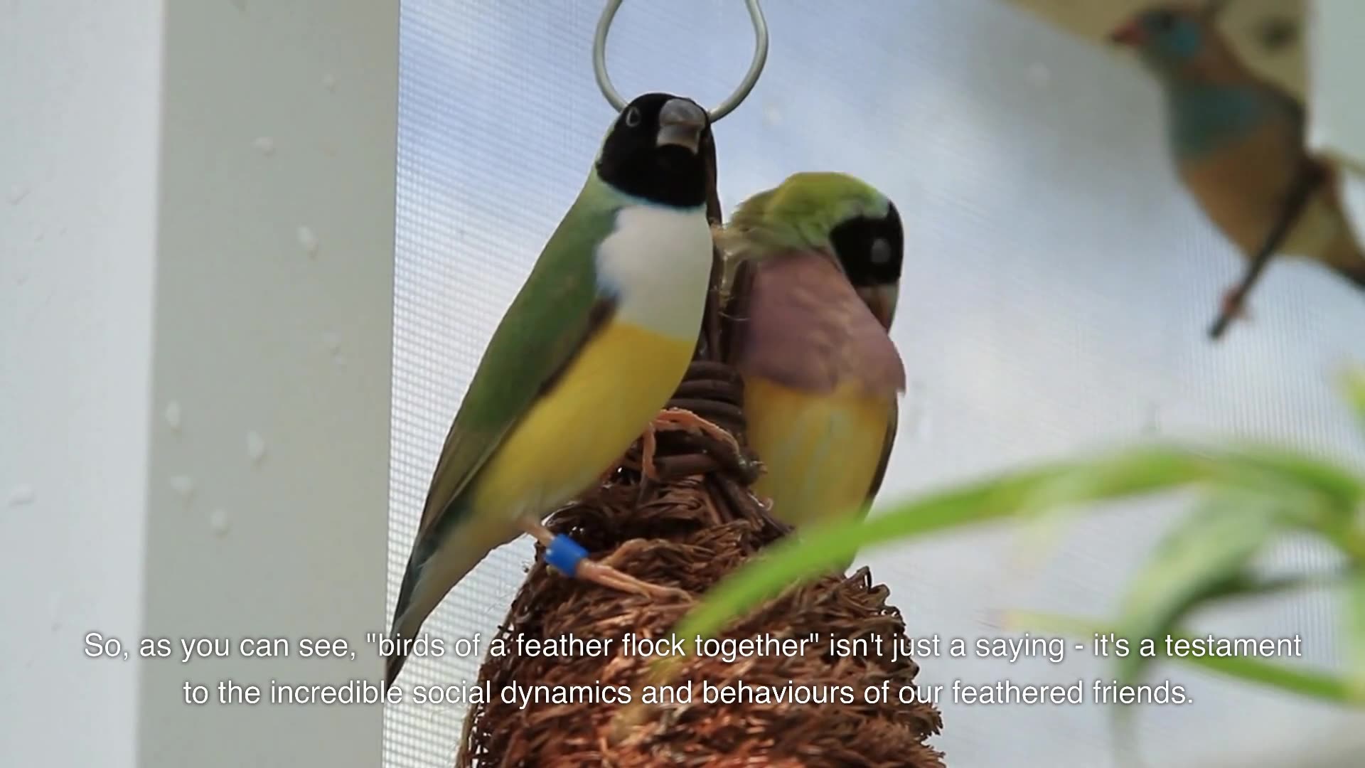 Birds of a Feather Flock Together: The Fascinating Science Behind Bird ...