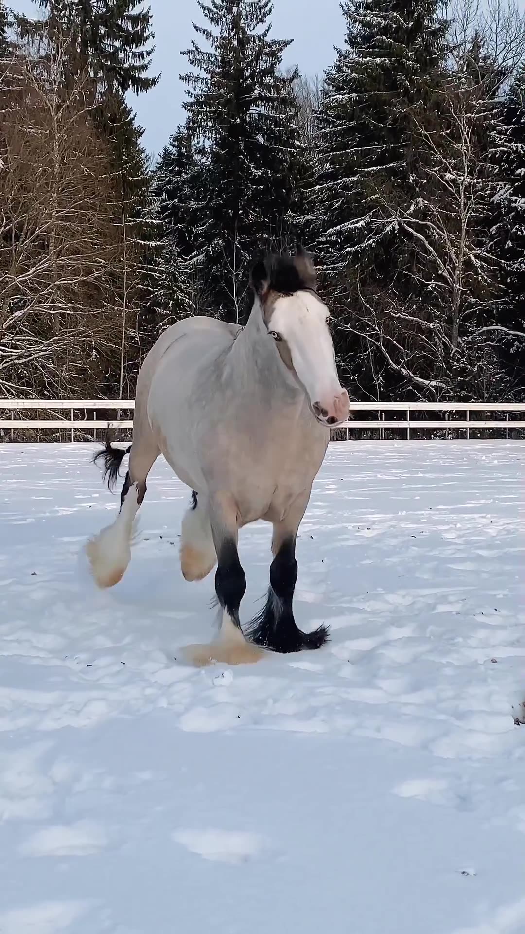 Gypsy cob stallion