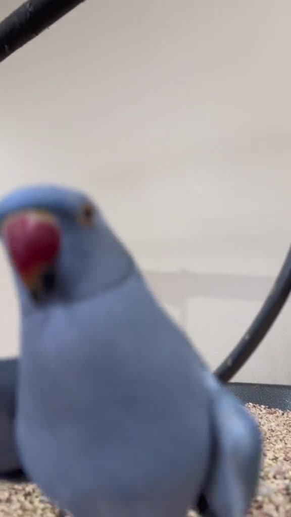 parrot talking when you havent seen Rio all day#indianringneck #Love # ...