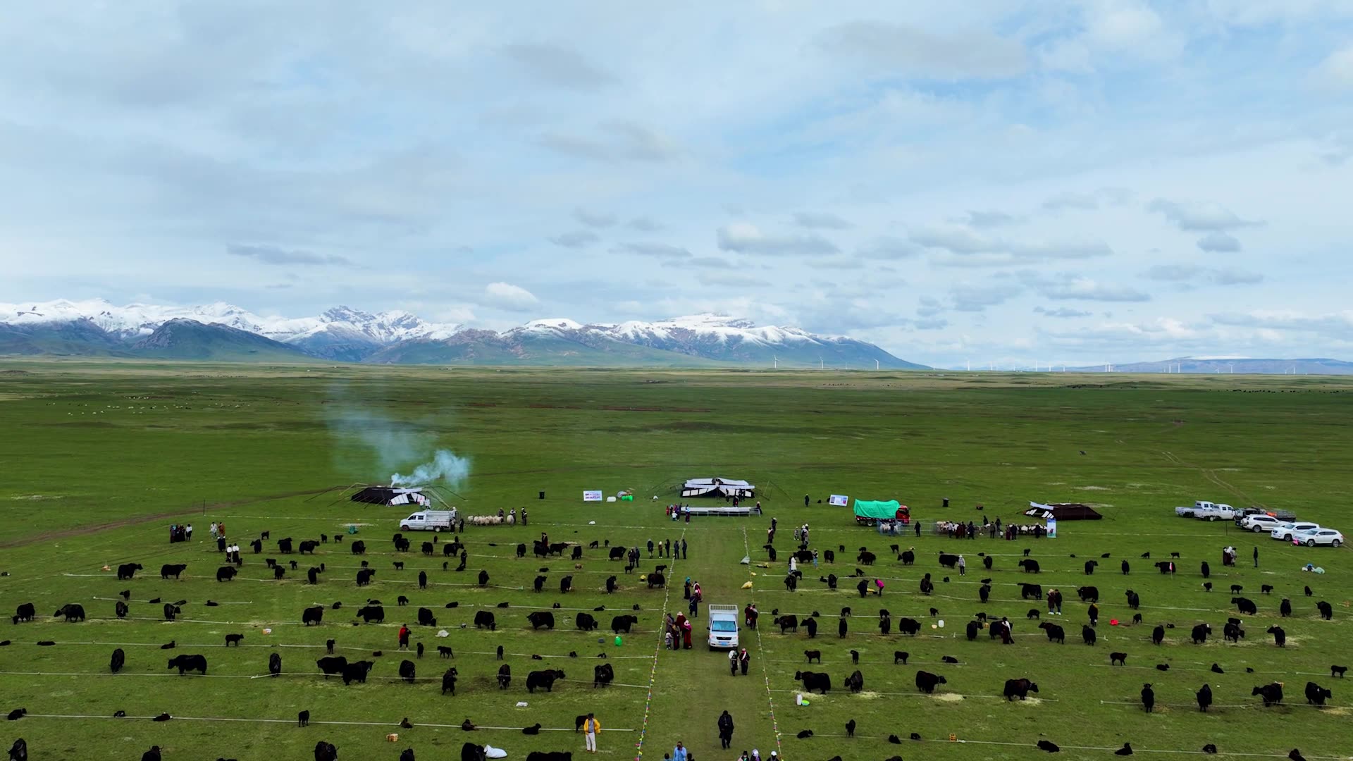 Historic First Tianjun Zhuoyang Cang Three-Province Yak Milking ...