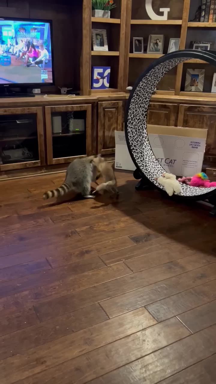 Racoon Gives Piggyback Ride To Fox Kit