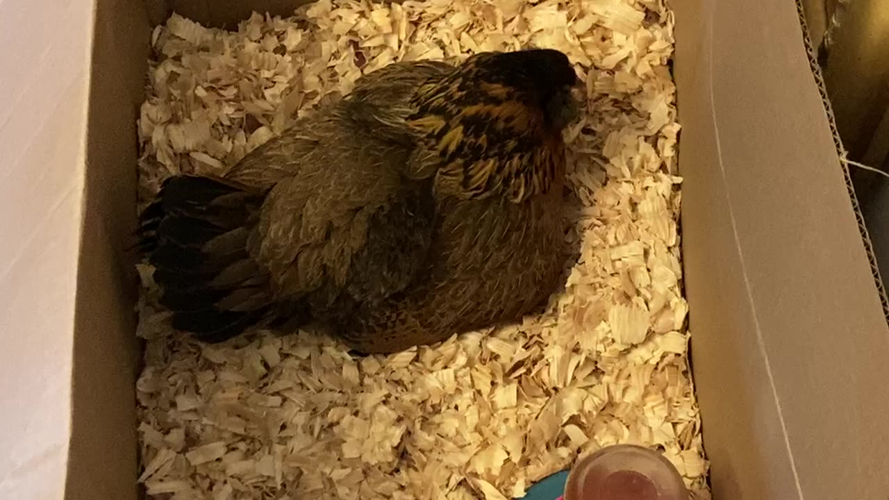 Broody Hen Tales with Chris P. Chicken: Moved them into the house to ...