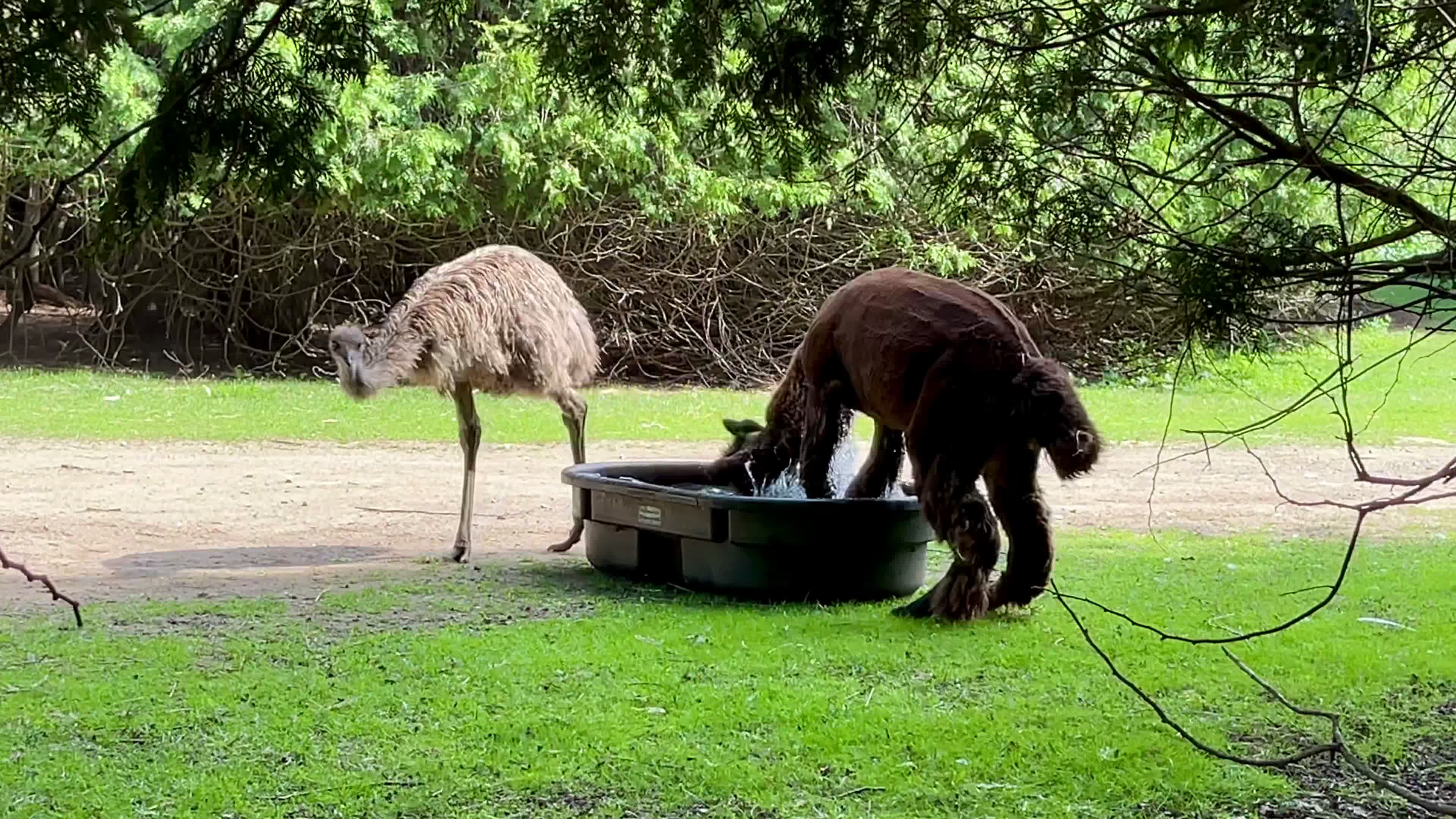 Alpaca Pumped for Pool Time