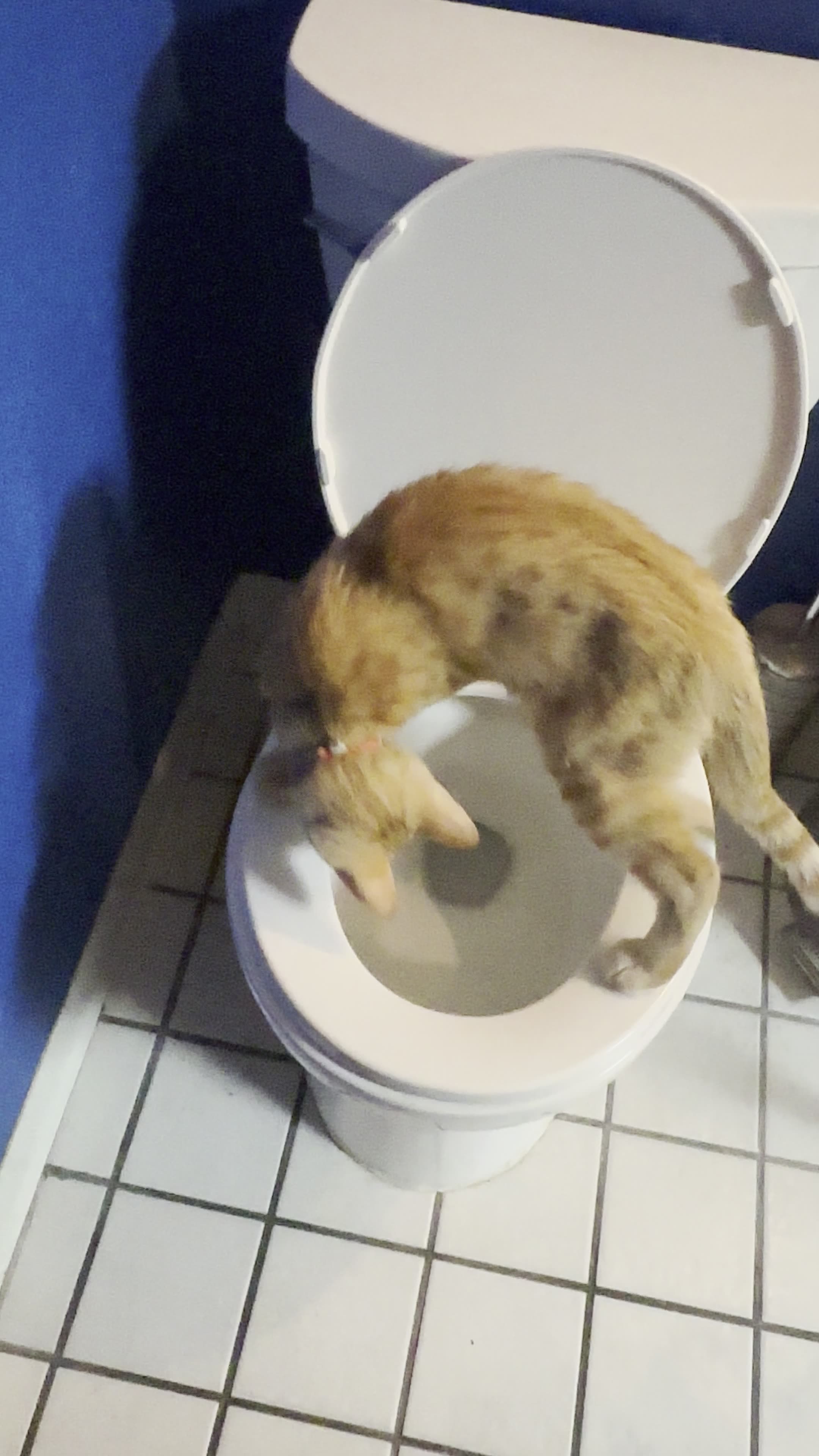 Cat Drinks from Toilet