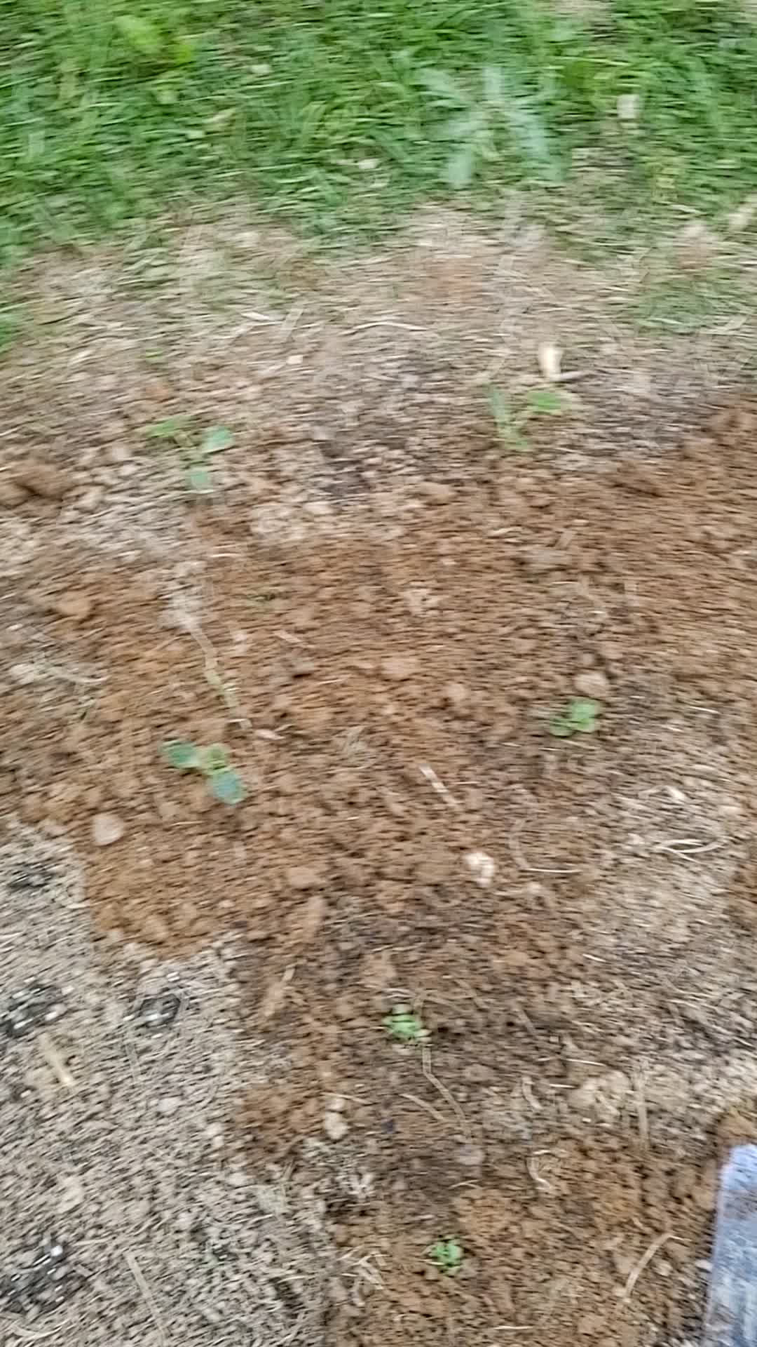 Backyard garden part 1