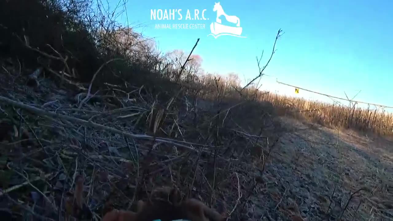 Livestreaming Rescue Dogs at the ARC! [12-15-23] // Grab some coffee ...