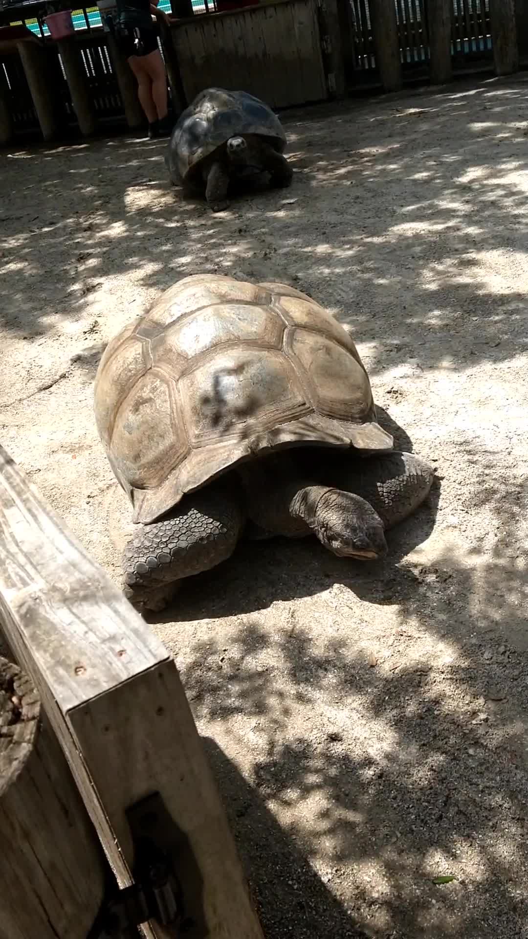 Galapagos Tortoise at Gatorland Orlando