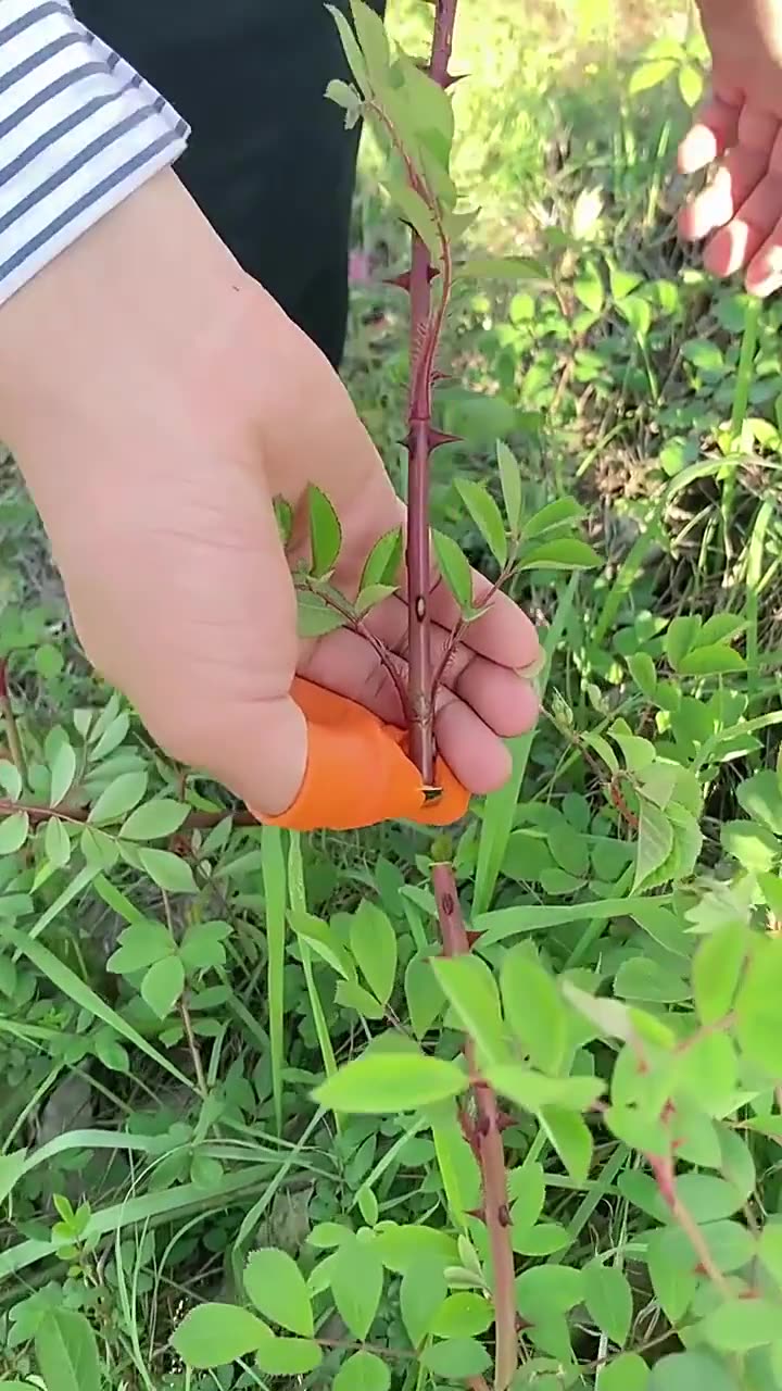 Farm Vegetable Fruit Picker Pickle Pepper Pickle Tip Picker Iron Nail ...