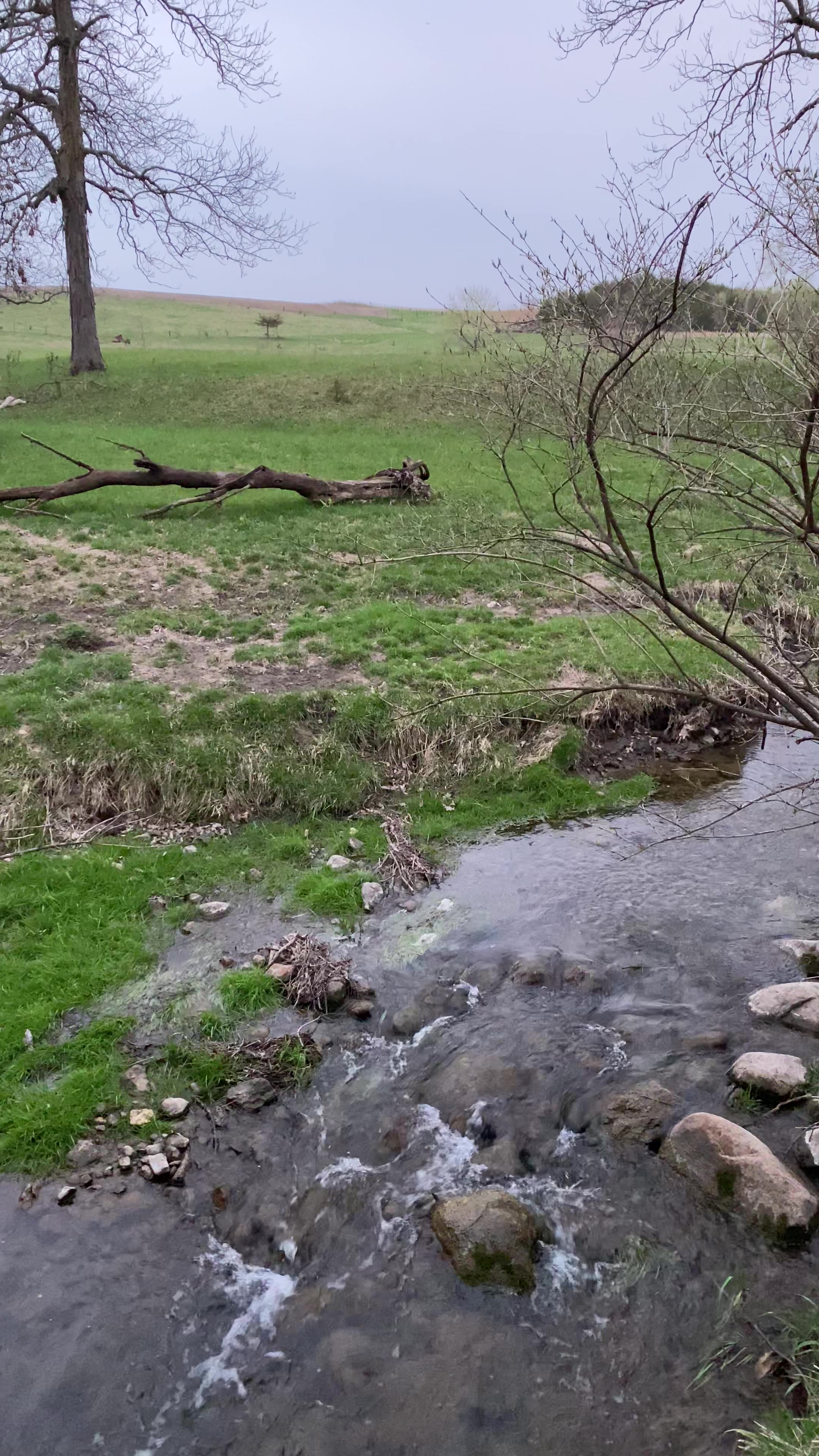 A Stream in a Pasture