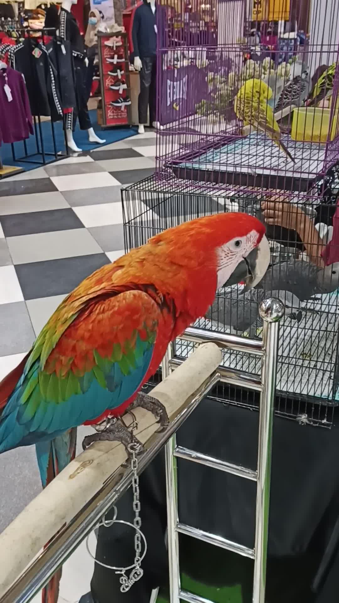 Macau Bird