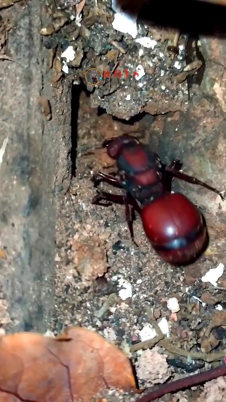 queen leafcutter ant digging her anthill