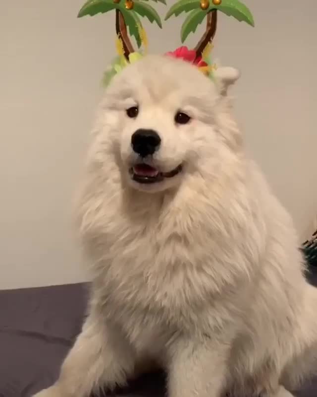 Cute Samoyed tries diffrent outfits to look cool