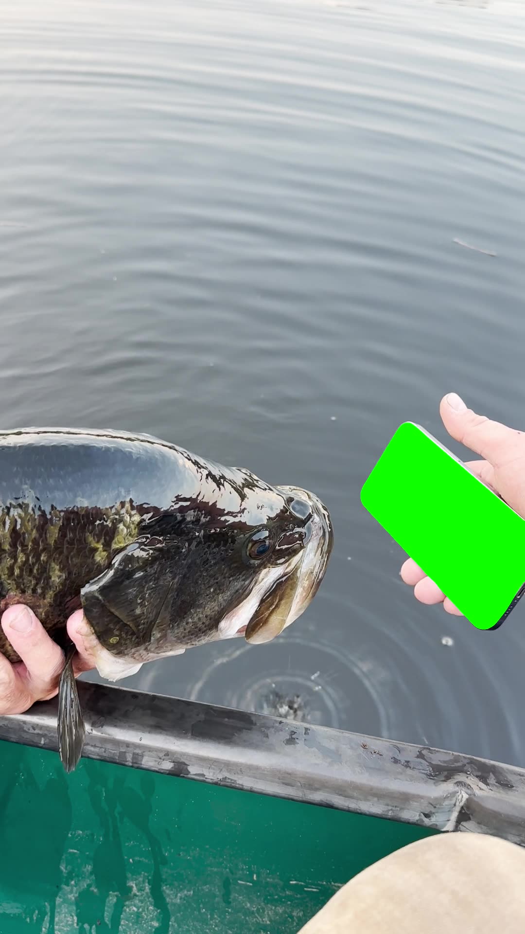 Made the Fish I Just Caught Watch | Green Screen