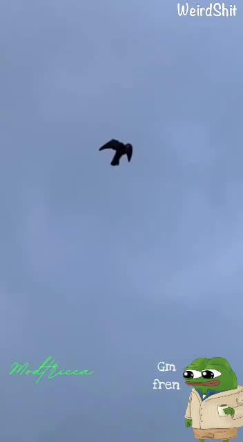 BIRD GLITCHING 9/30/23~ A BIRD FLOATING IN AIR WITHOUT FLAPPING IT’S WINGS