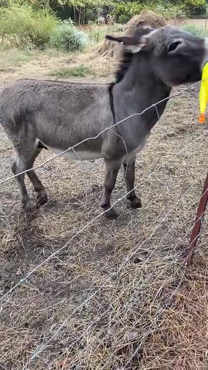Giant Screaming Chicken Makes Donkey's Day