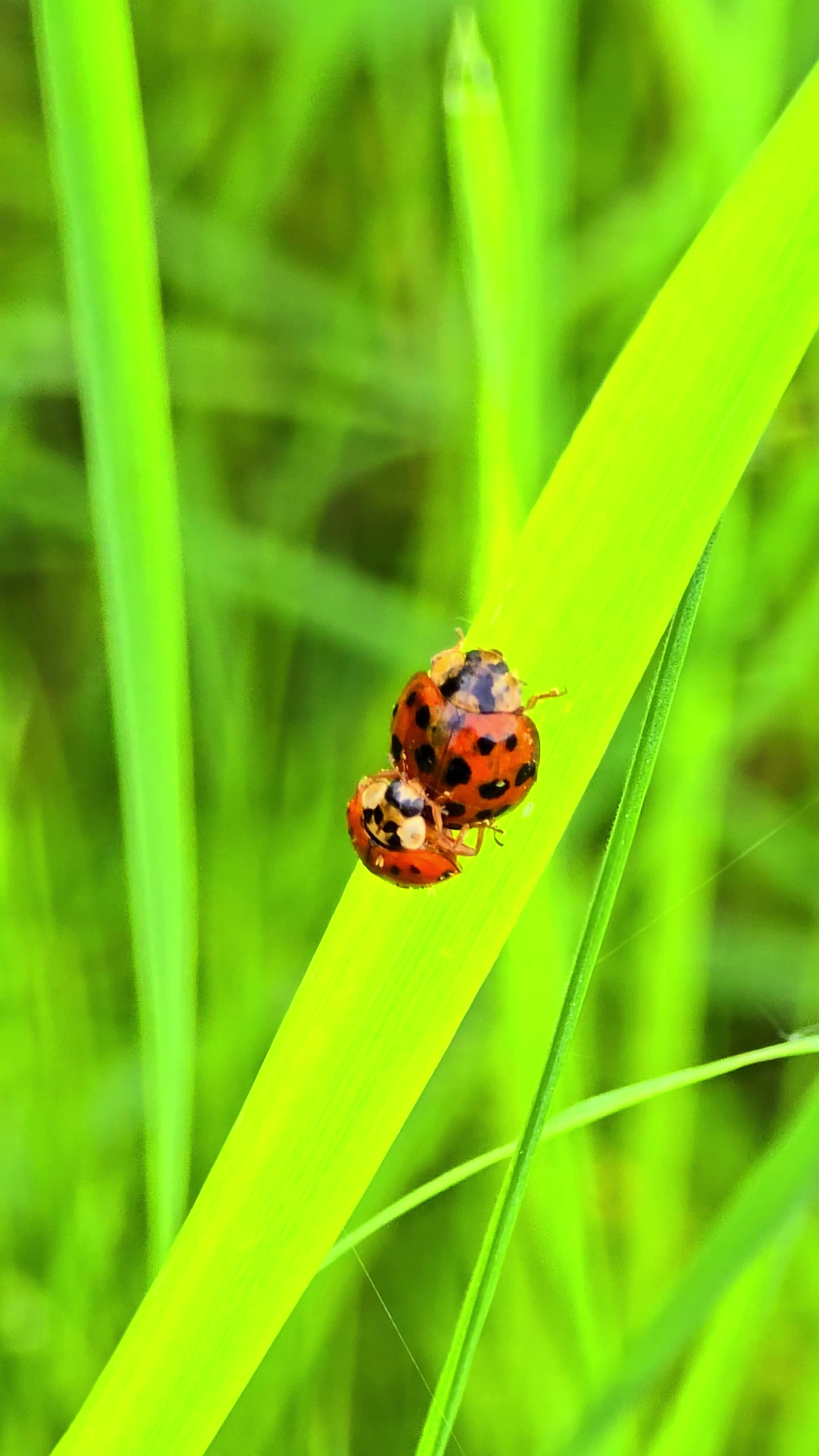 Ladybugs mating/beautiful insects in the act of mating.